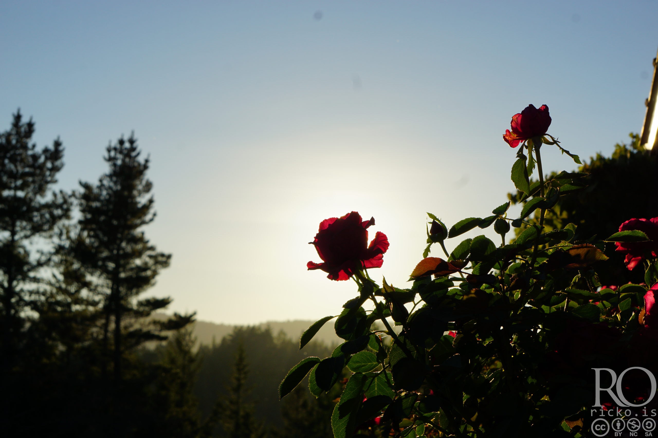 Roses at sunset : pics